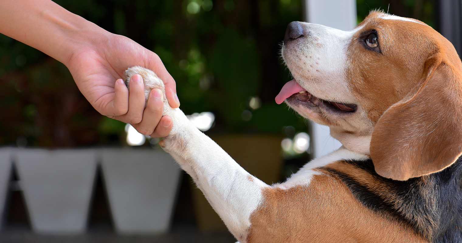 Vet Specialists - East Bentleigh Animal Care