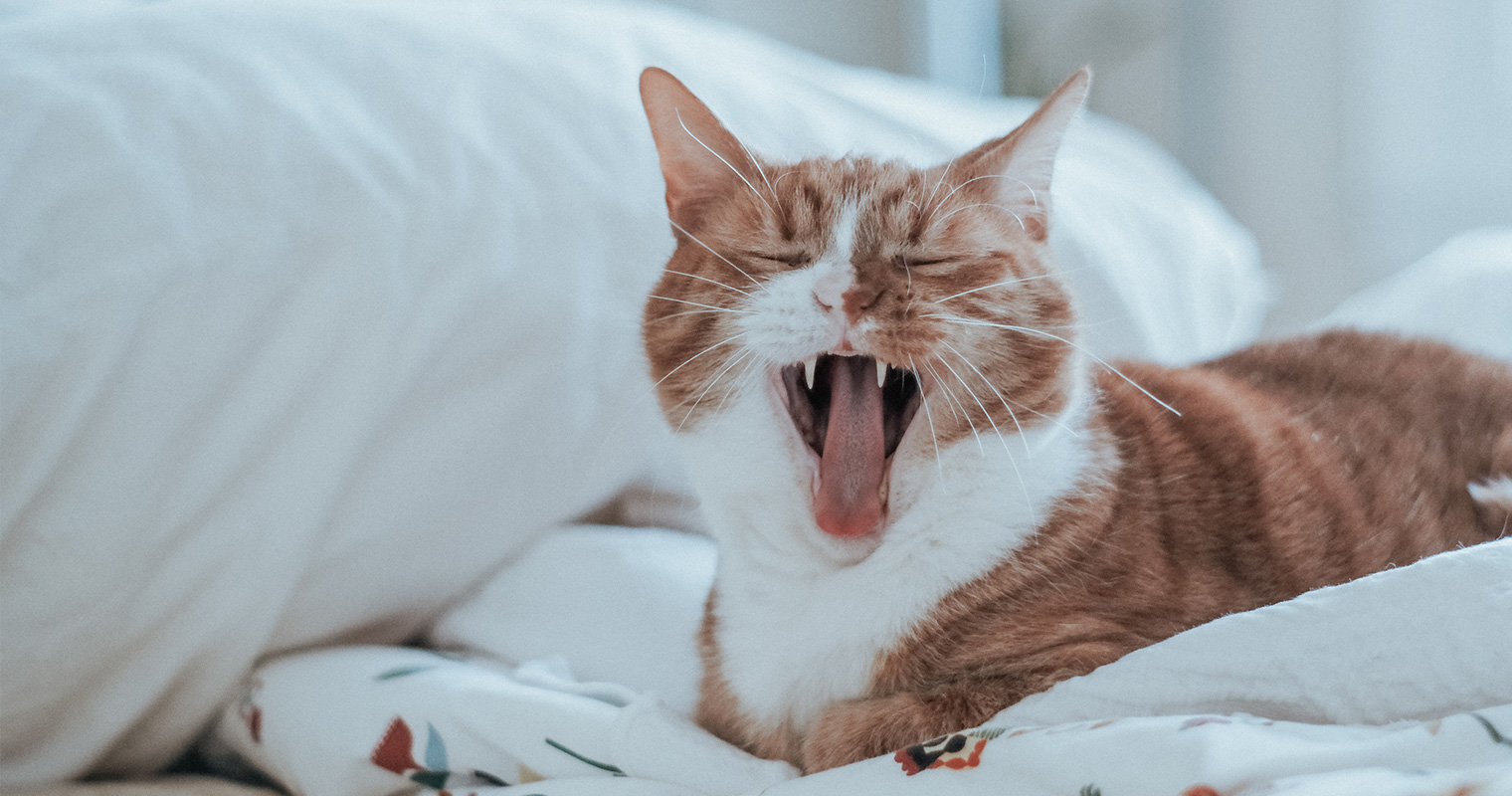 Pet Dental Care - East Bentleigh Animal Care